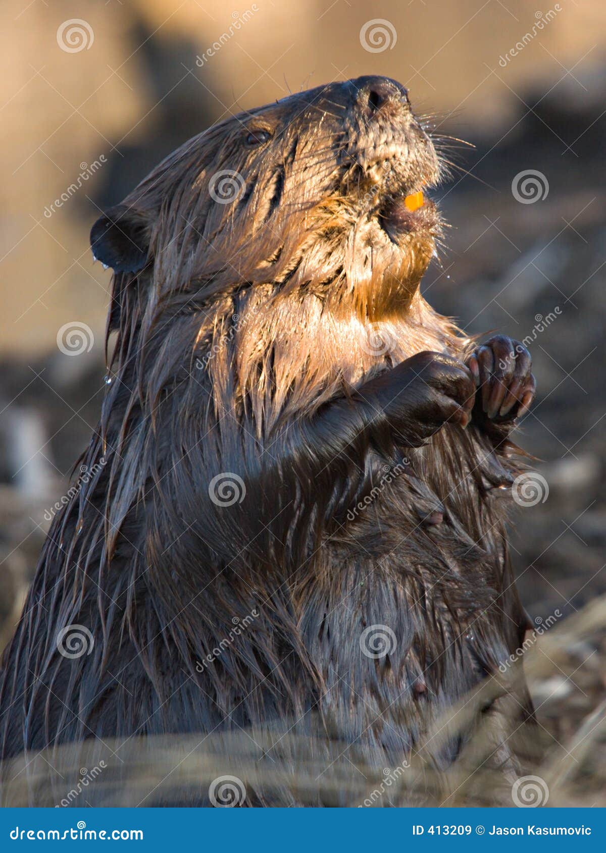 Castoro Basking immagine stock. Immagine di luce, castoro - 413209