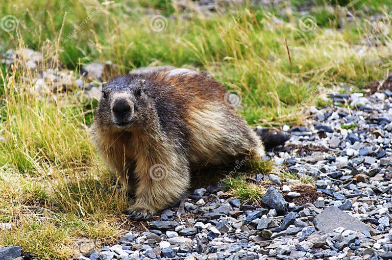 Castoro, beaver stock photo. Image of wild, mammal, mountain - 24574102