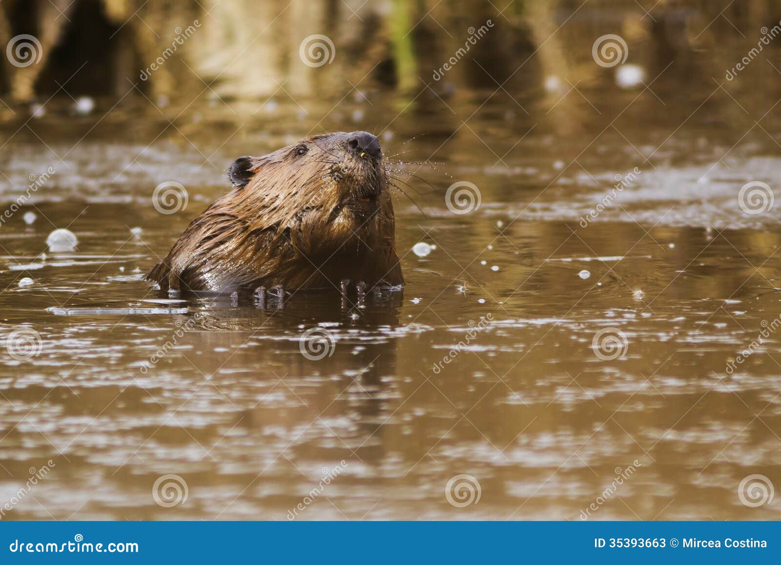 Castoro canadese immagine stock. Immagine di animale - 35393663