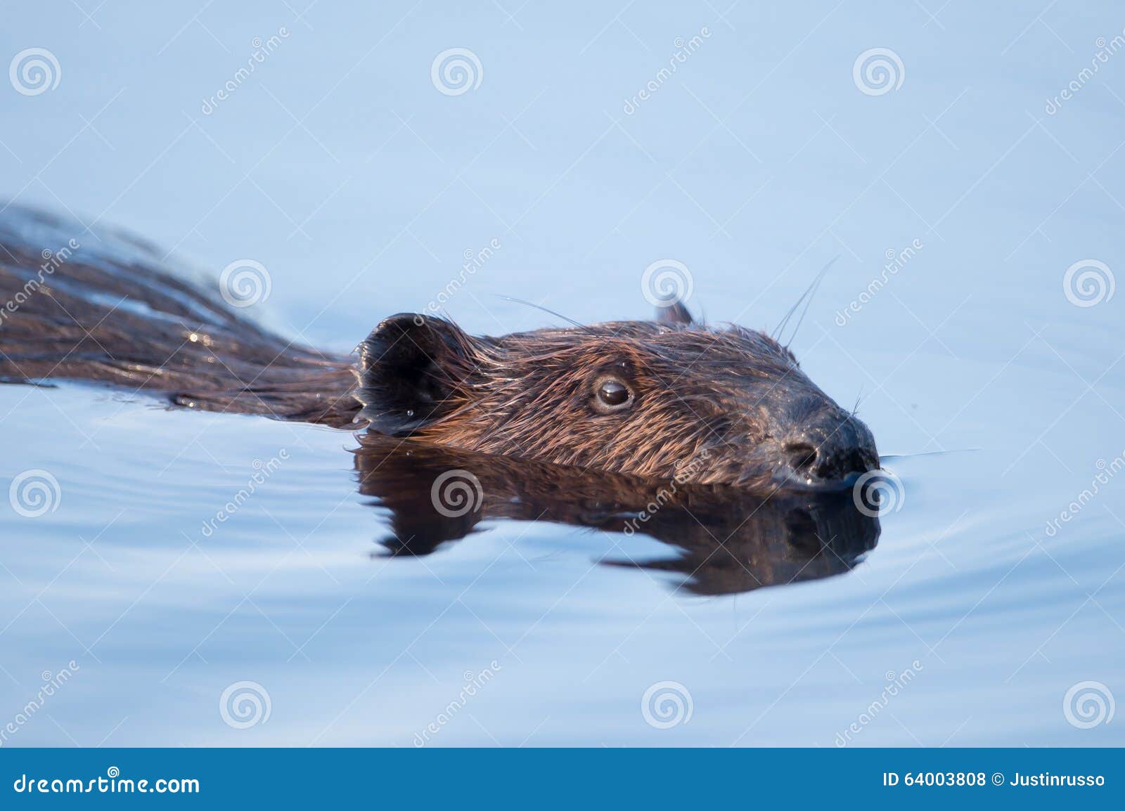 Castoro canadese fotografia stock. Immagine di acqua - 64003808