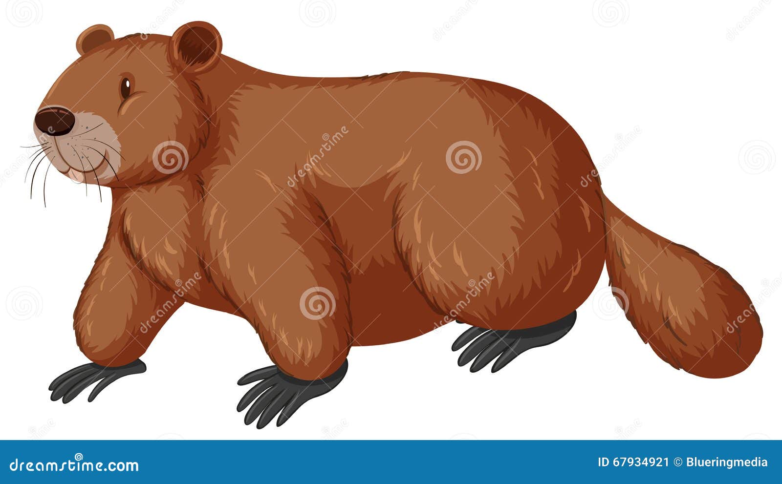 Castoro Con Il Fronte Felice Illustrazione Vettoriale - Illustrazione ...