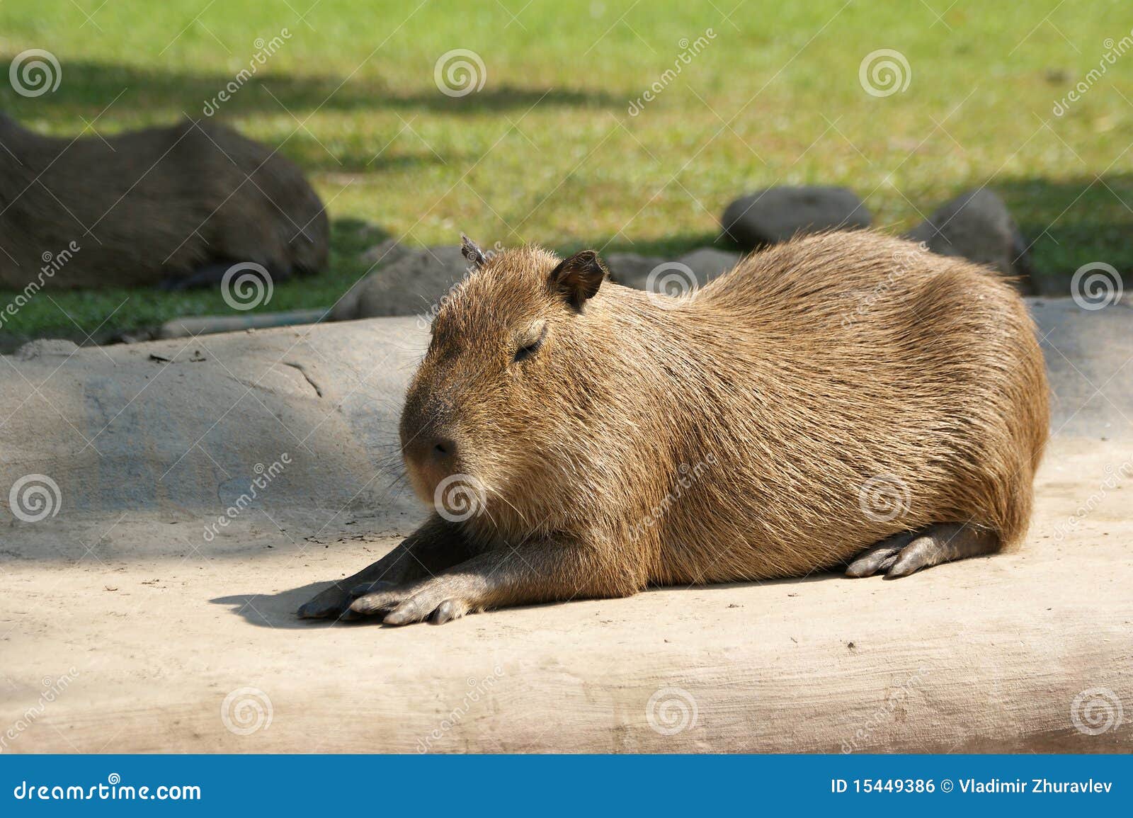 Castoro europeo fotografia stock. Immagine di governare - 15449386