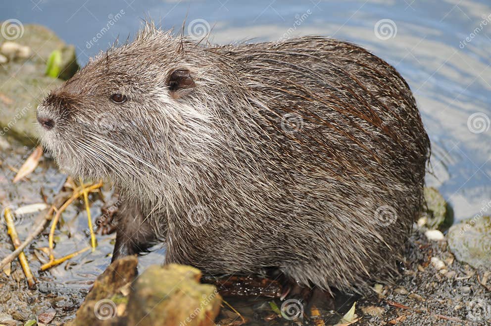 Castoro europeo fotografia stock. Immagine di animale - 29043638