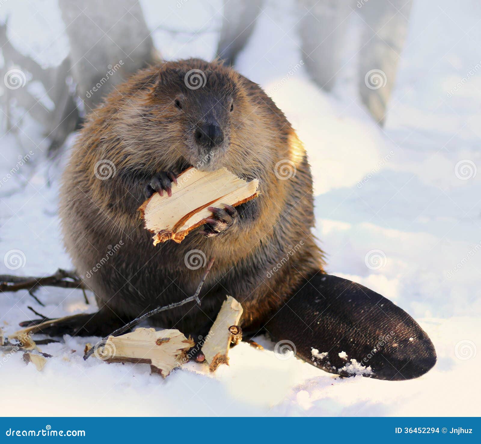 Castoro nordamericano fotografia stock. Immagine di selvaggio - 36452294