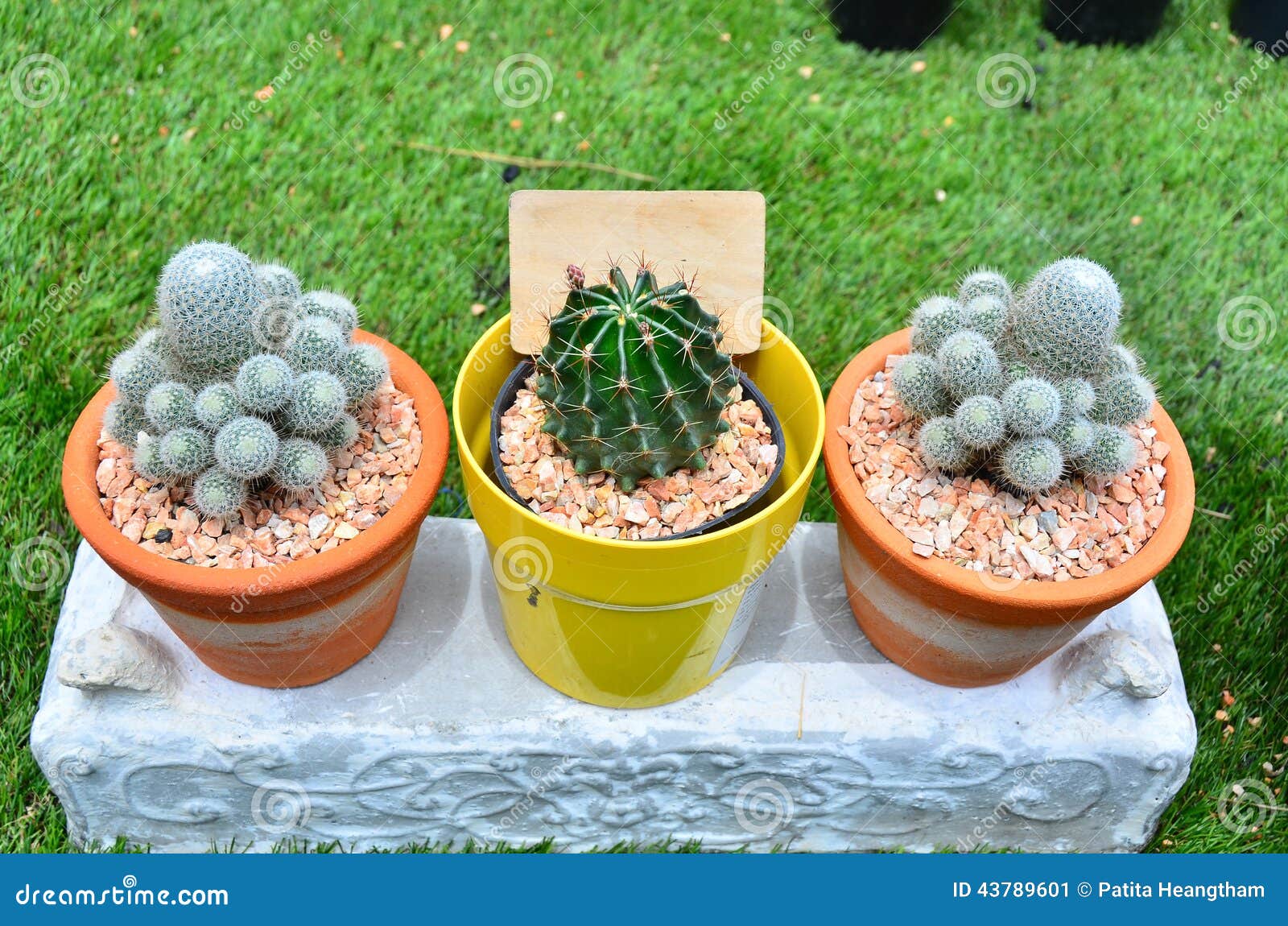 Castus stock image. Image of cactus, sharp, small, green - 43789601