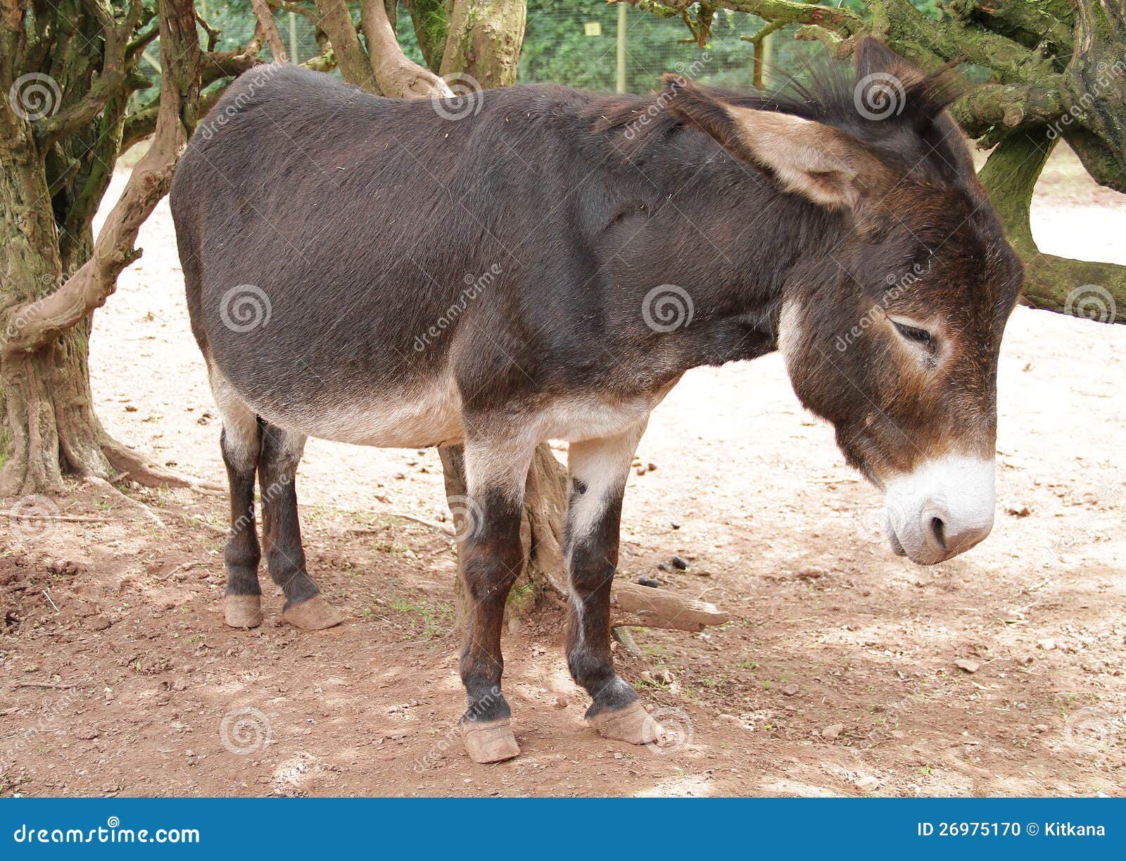 Jackass Mule Donkey Country Farming Agriculture Animal Enclosure Rural ...