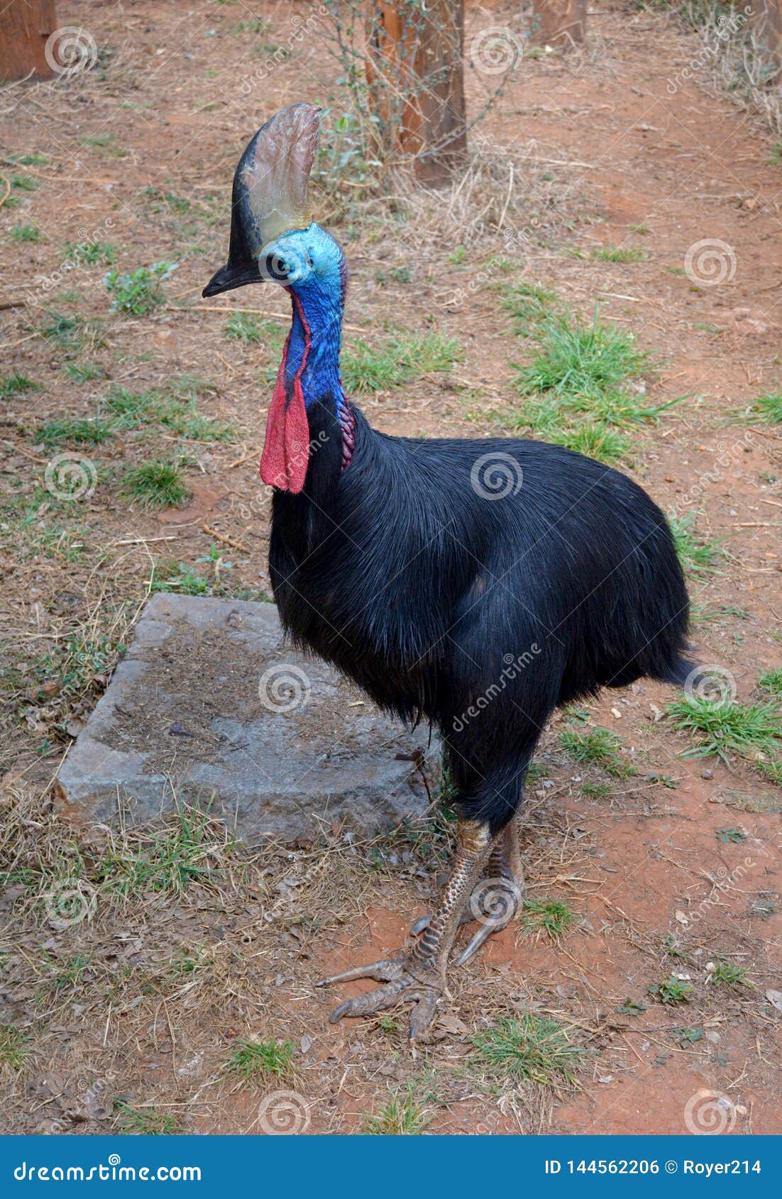 Casuar de Astralian foto de stock. Imagem de ambiente - 144562206