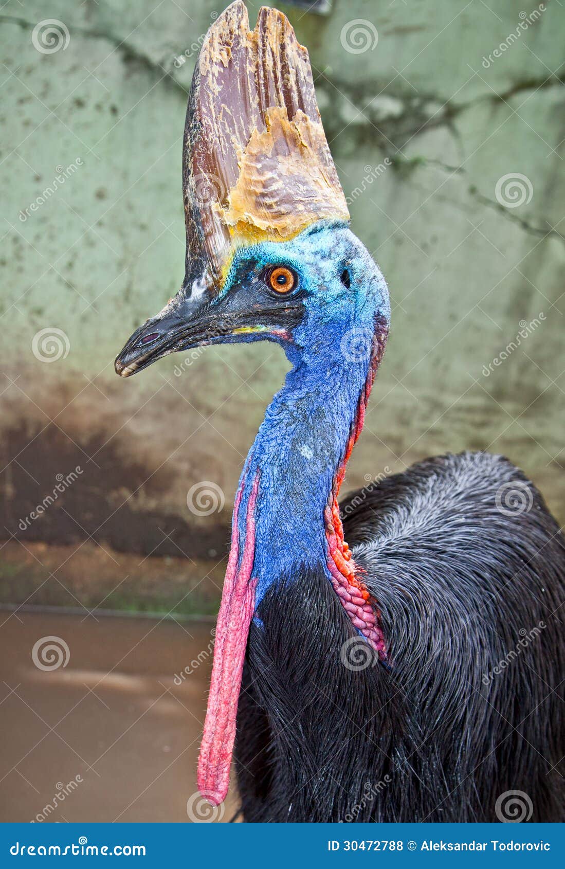 Casuar Selvagem Australiano Em Indonasia. Foto de Stock - Imagem de ...