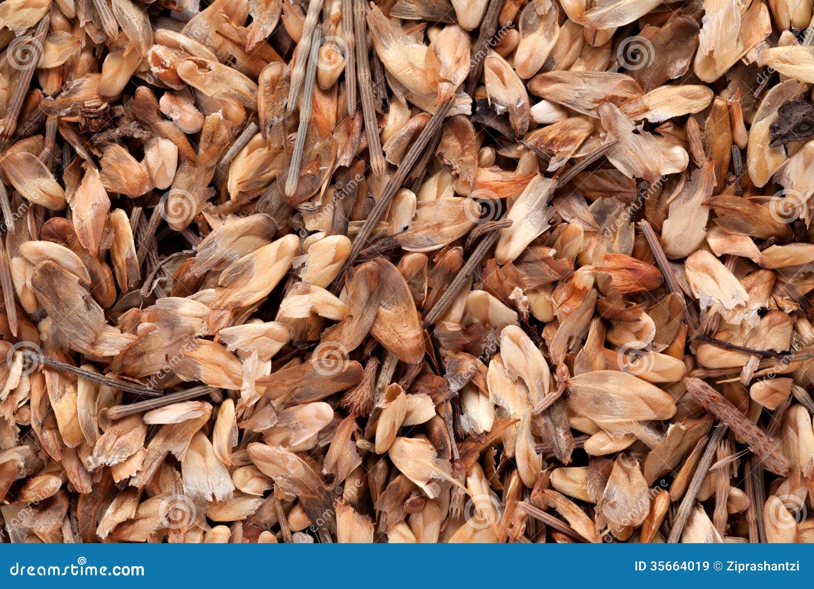 Casuarina Equisetifolia (AUSTRALIAN PINE) Seed Stock Image ...