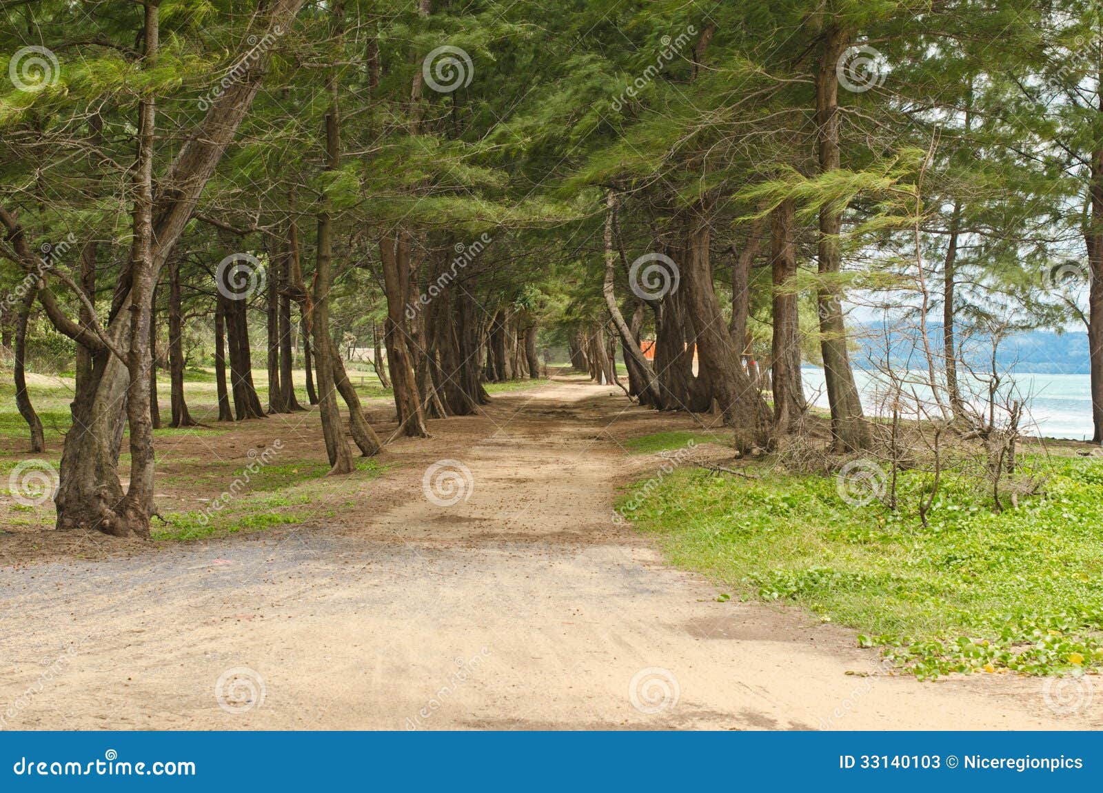 Casuarina Equisetifolia Tree. Stock Image - Image of coastline, green ...