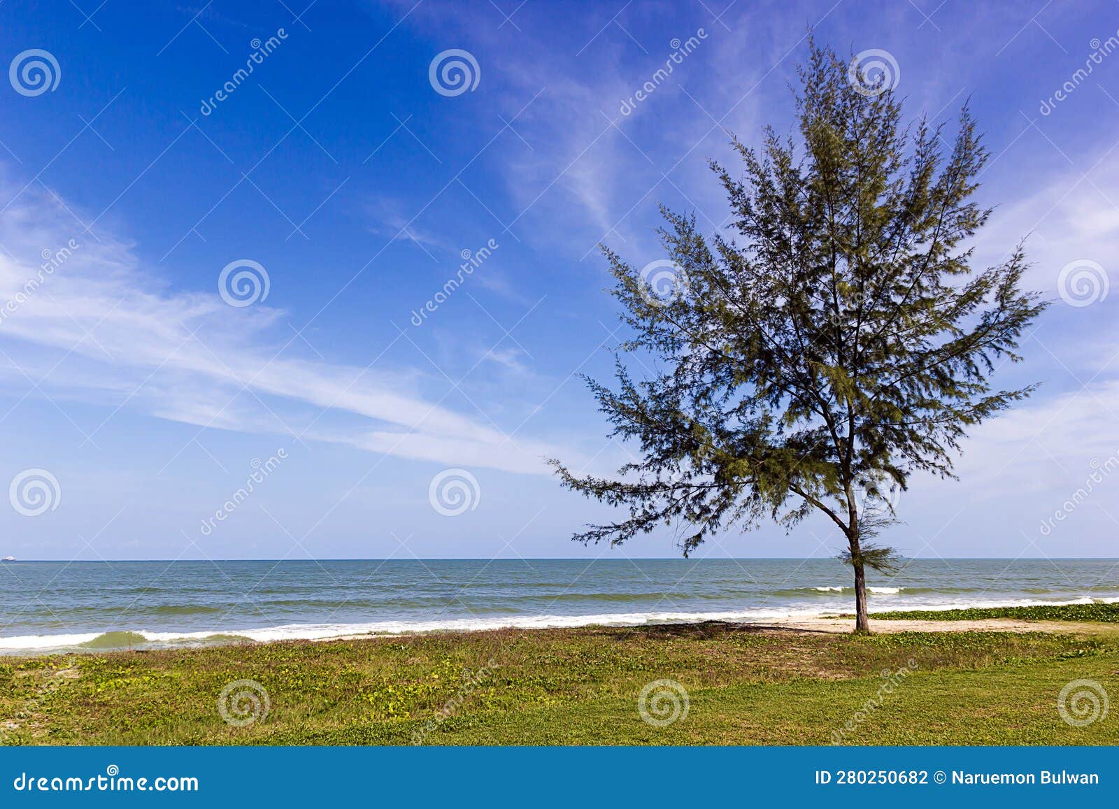 Casuarina Equisetifolia Tree Or In Indonesia Known As Cemara Udang ...