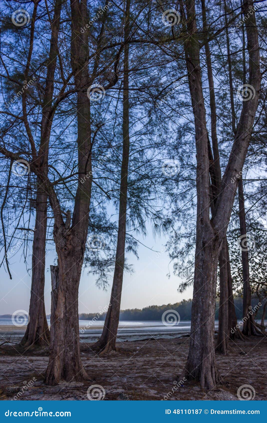 Casuarina Tree Royalty-Free Stock Photo | CartoonDealer.com #48110187