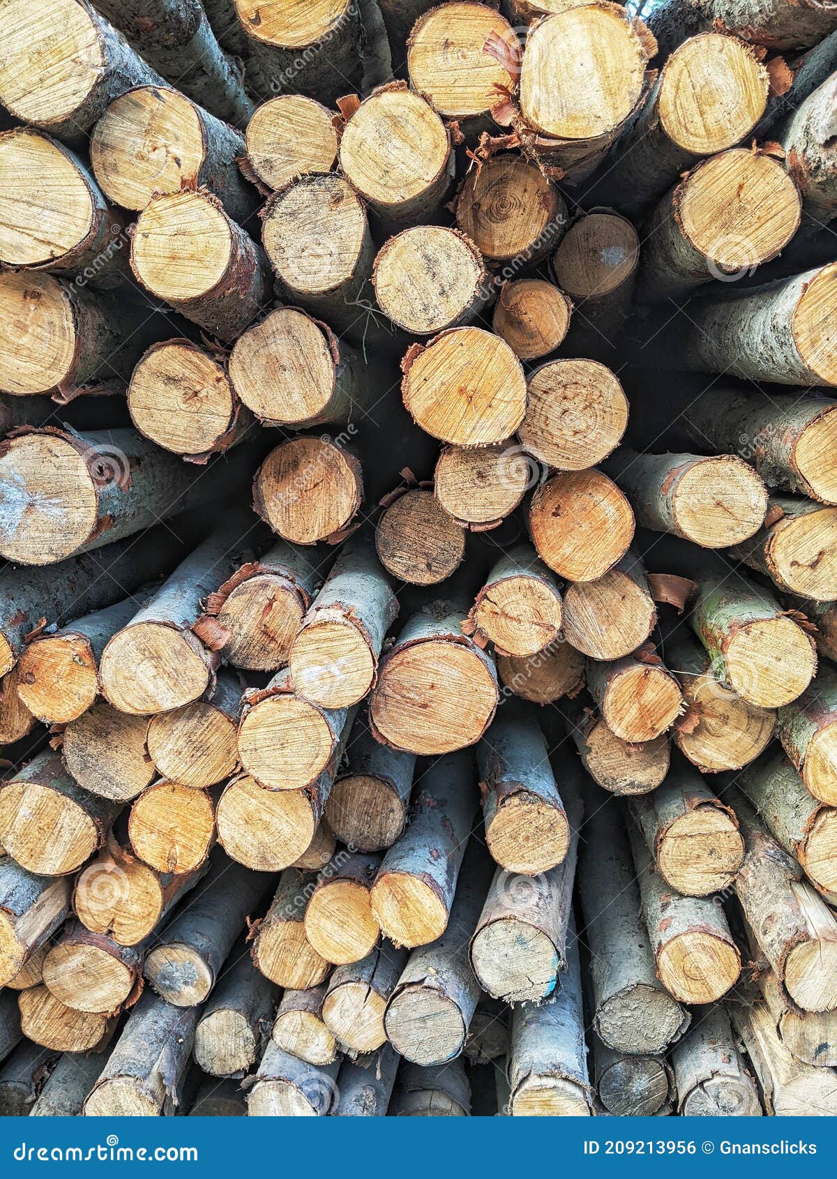 Casuarina Tree Logs Sliced End View Stock Photo - Image of wooden ...