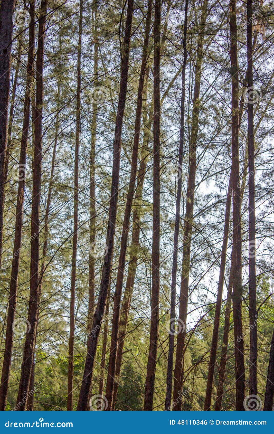 Casuarina tree stock photo. Image of foreground, landscape - 48110346