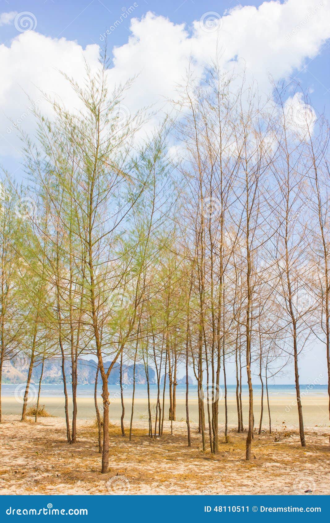 Casuarina tree stock image. Image of sand, beautiful - 48110511