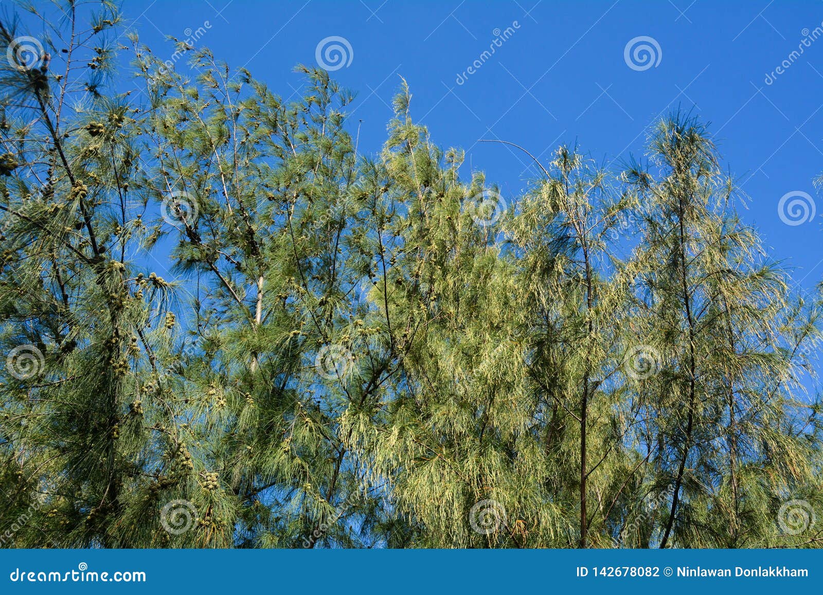 Casuarina Trees Over Blue Sky Stock Photo - Image of larch, close ...
