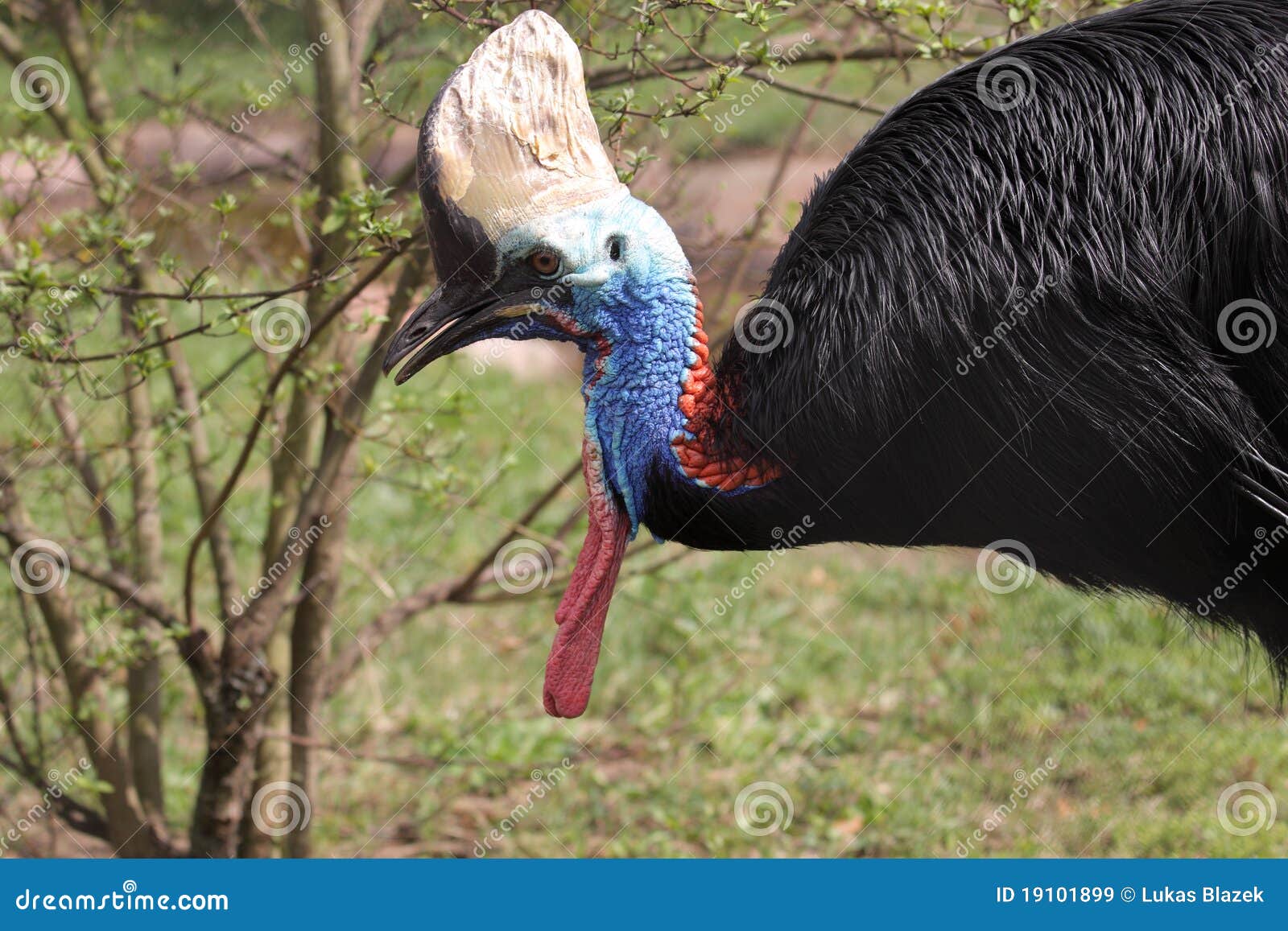 Casuario imagen de archivo. Imagen de arbusto, casuario - 19101899