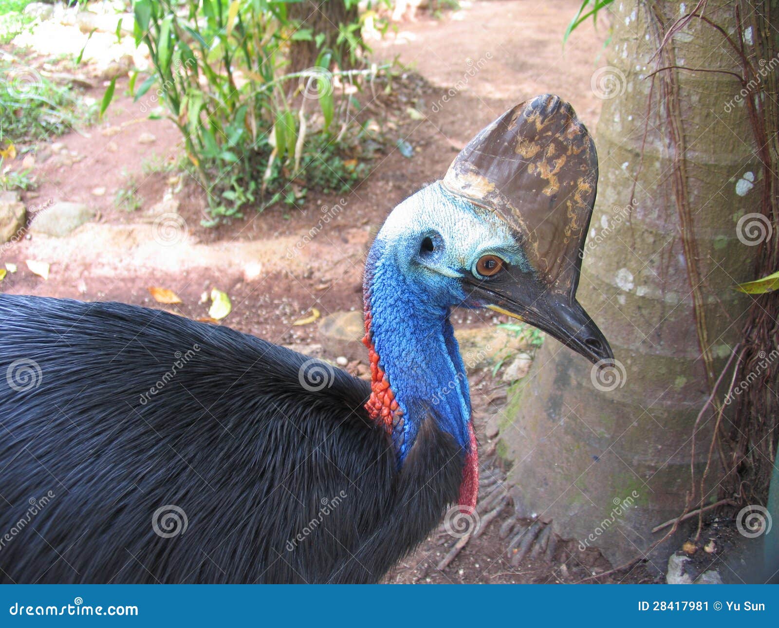 Casuario imagen de archivo. Imagen de parque, australia - 28417981