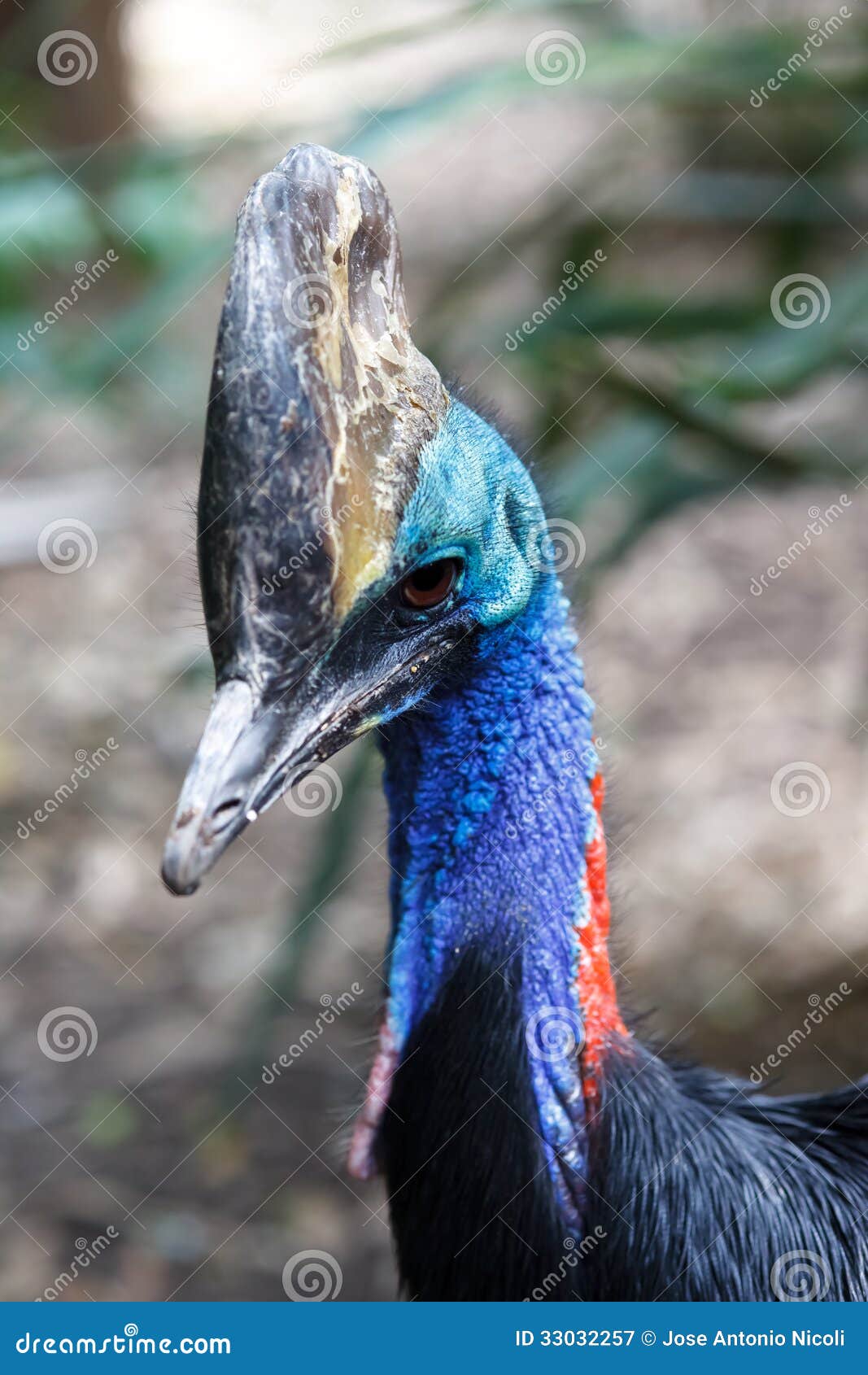 Casuario imagen de archivo. Imagen de pluma, criatura - 33032257