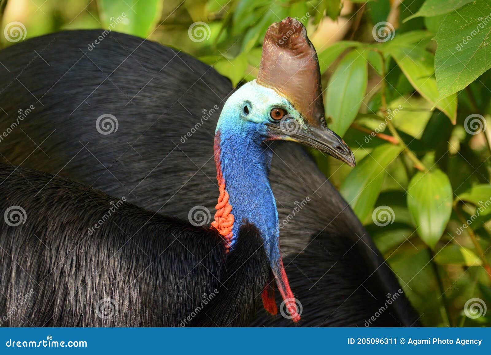 Casuario Austral Casuarius Casuarius Imagen de archivo - Imagen de ...
