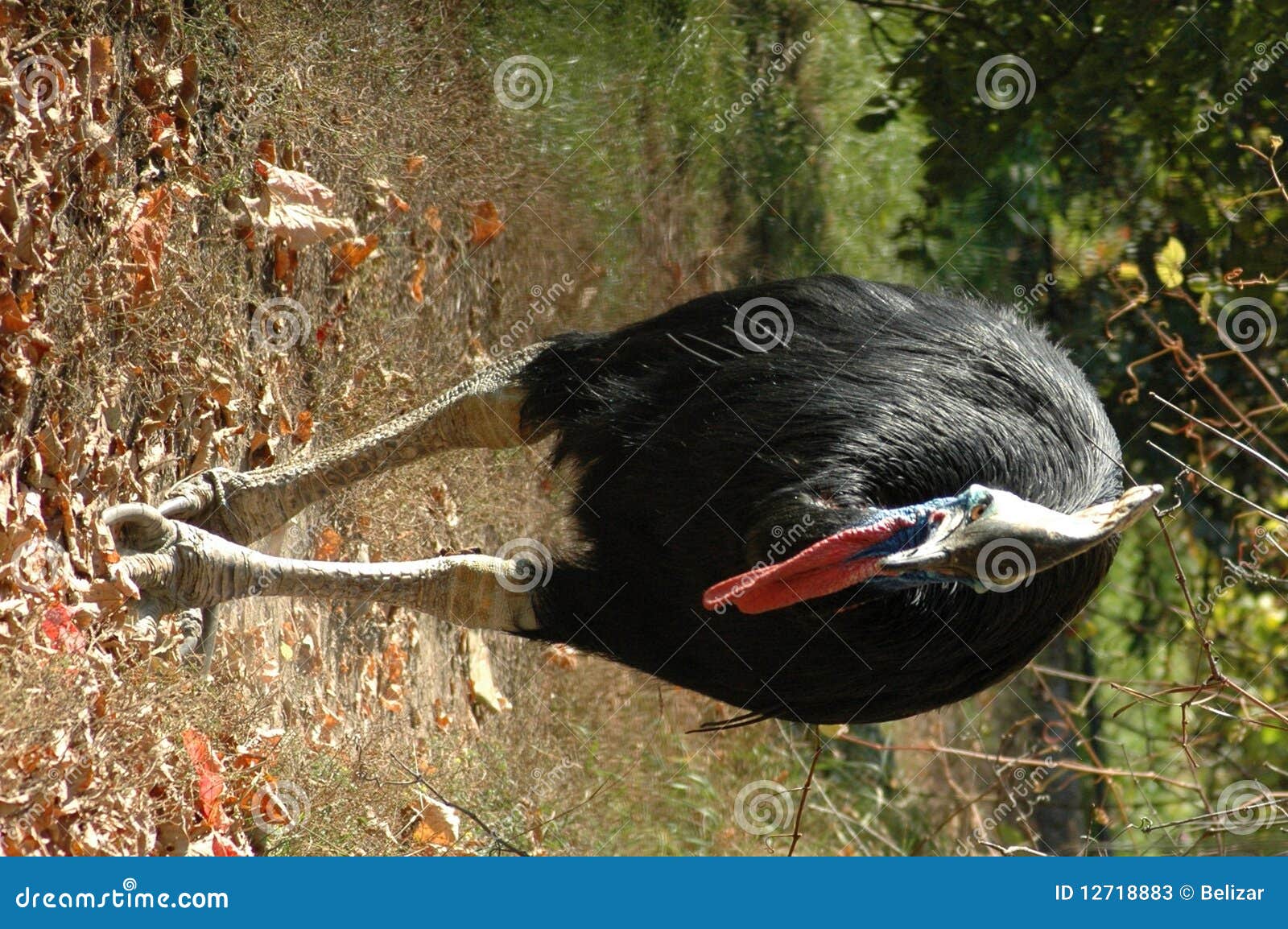 Casuario Meridional (casuarius Del Casuarius) Imagen de archivo ...