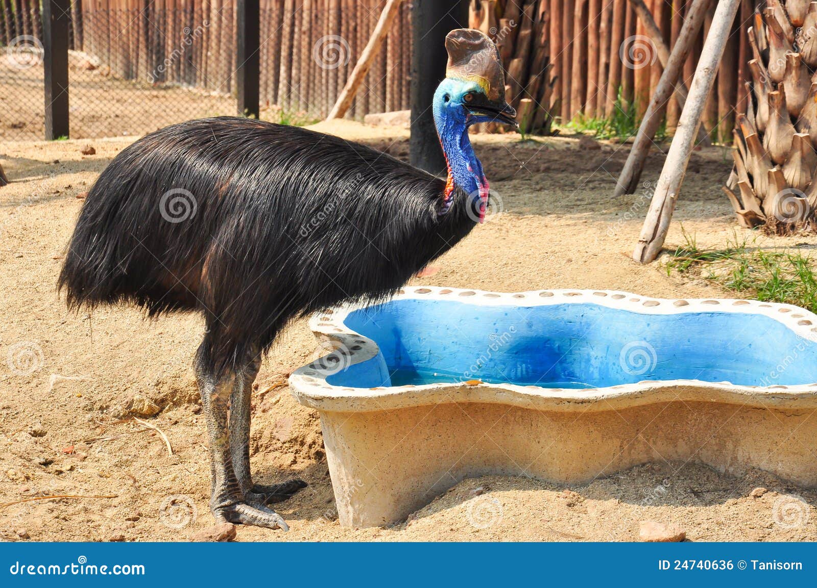 Casuario, Pájaro Flightless Muy Grande Foto de archivo - Imagen de ...