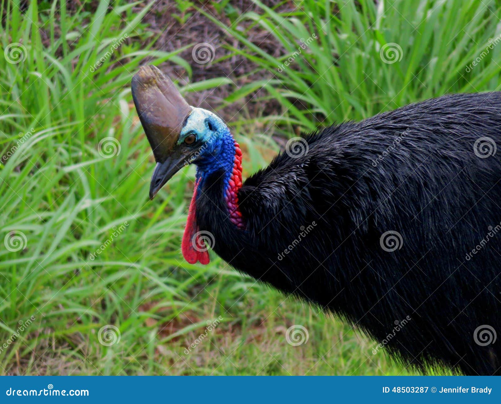 Casuario salvaje imagen de archivo. Imagen de temible - 48503287
