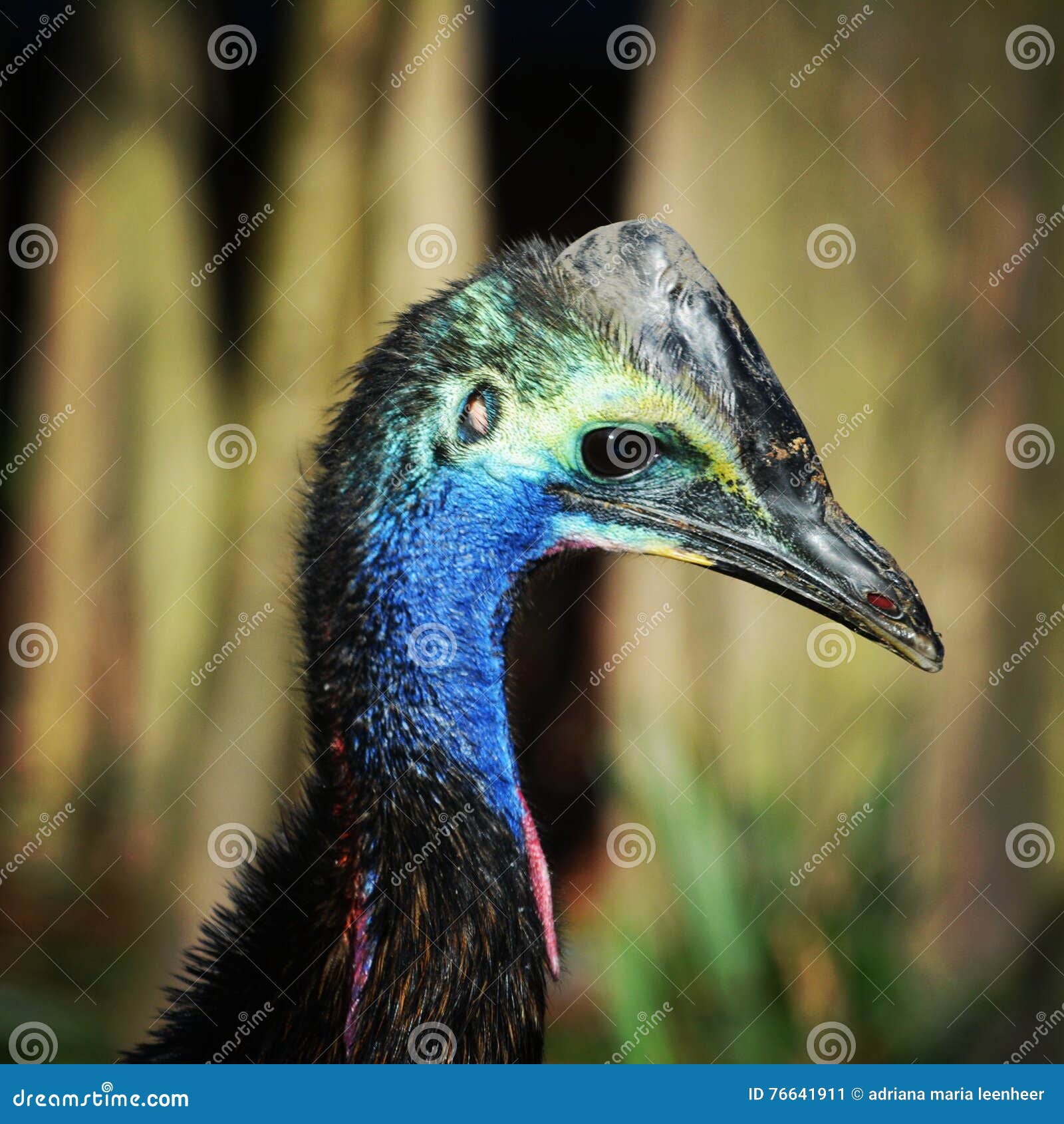 Casuaris stock image. Image of bird, nature, wildlife - 76641911
