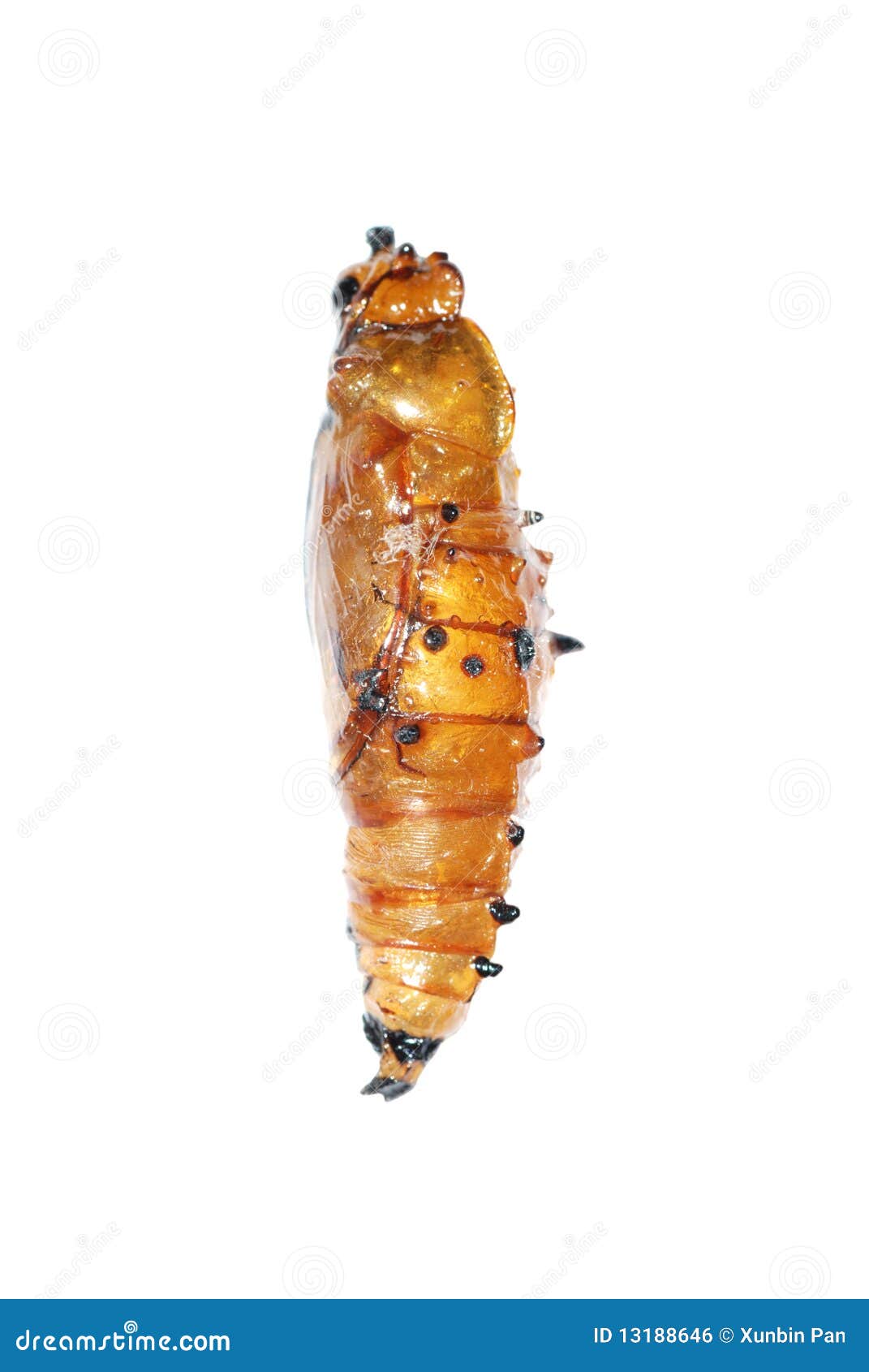 Casulo da borboleta foto de stock. Imagem de animal, botânica - 13188646