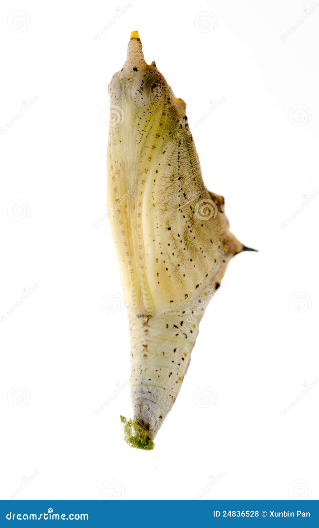 Casulo da borboleta foto de stock. Imagem de marrom, mosca - 24836528