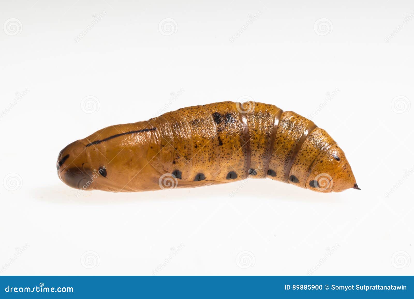 Casulo da borboleta foto de stock. Imagem de inseto, borboleta - 89885900