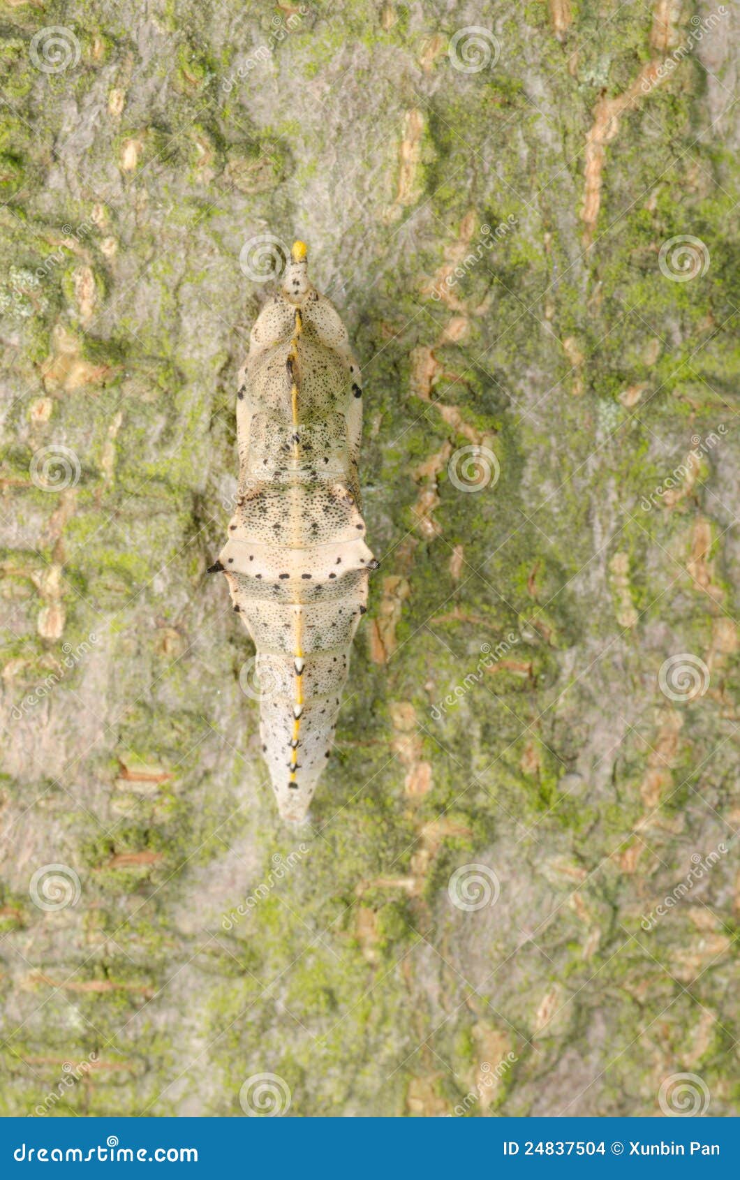Casulo Da Borboleta Do Inseto Foto de Stock - Imagem de fundo, onda ...