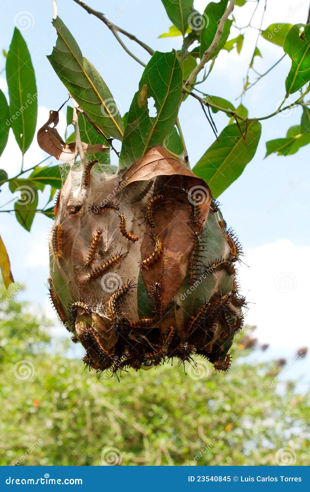 Casulo da lagarta imagem de stock. Imagem de pupa, cabeleira - 23540845