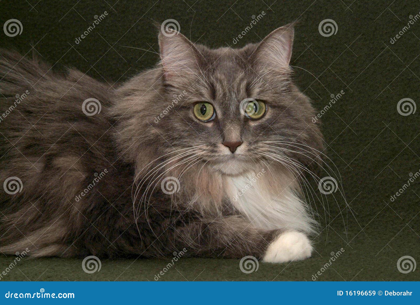 Cat 002 stock image. Image of whiskers, gray, green, white - 16196659