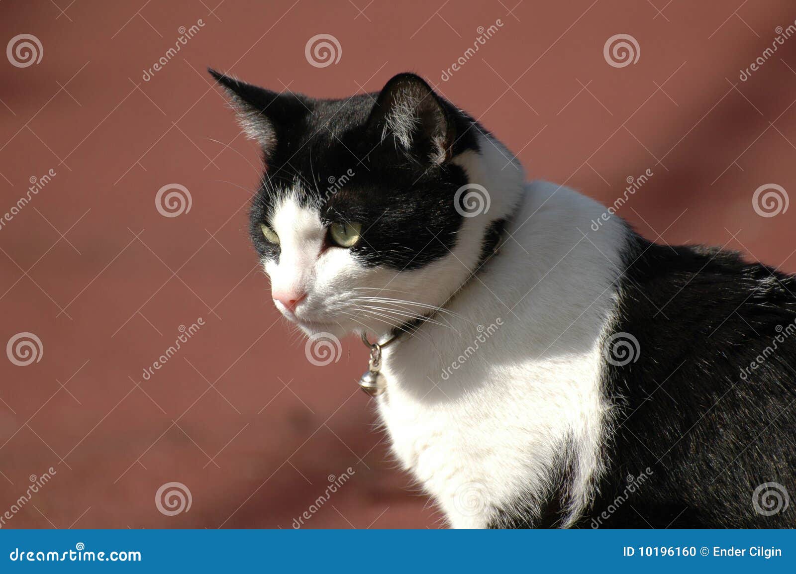 CAT stock photo. Image of feline, lazy, head, black, daring - 10196160