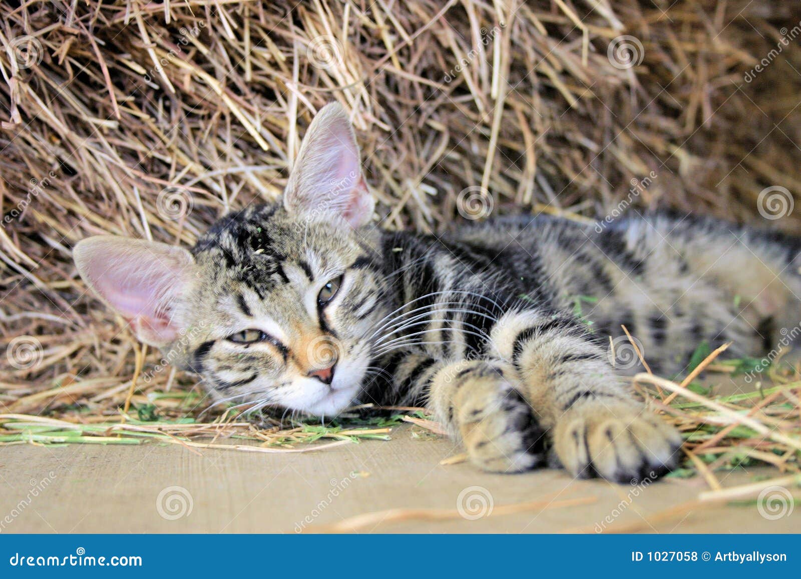 The Cat stock photo. Image of purry, purr, mammal, animal - 1027058