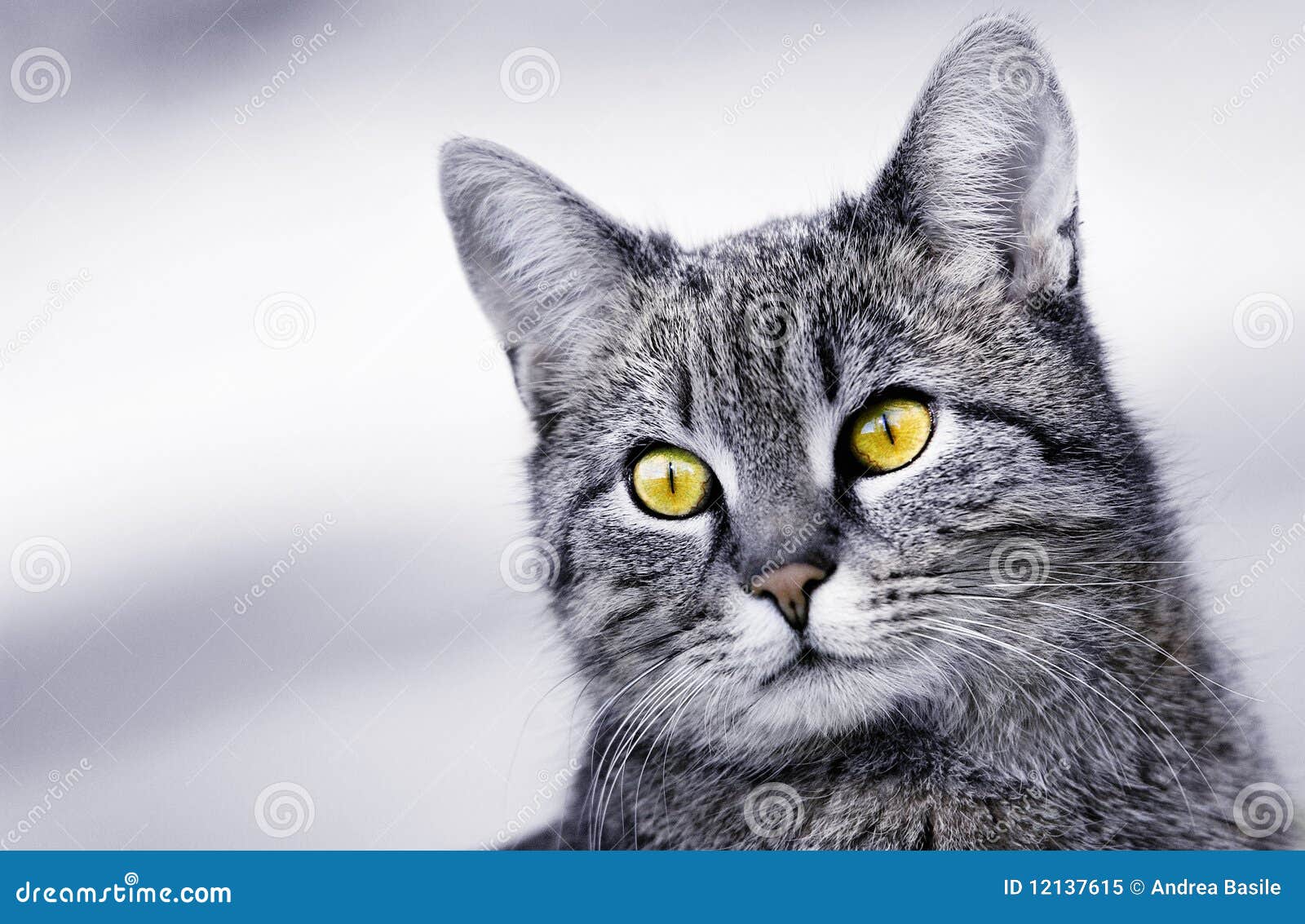 Cat stock image. Image of horizontal, animal, wild, funny - 12137615