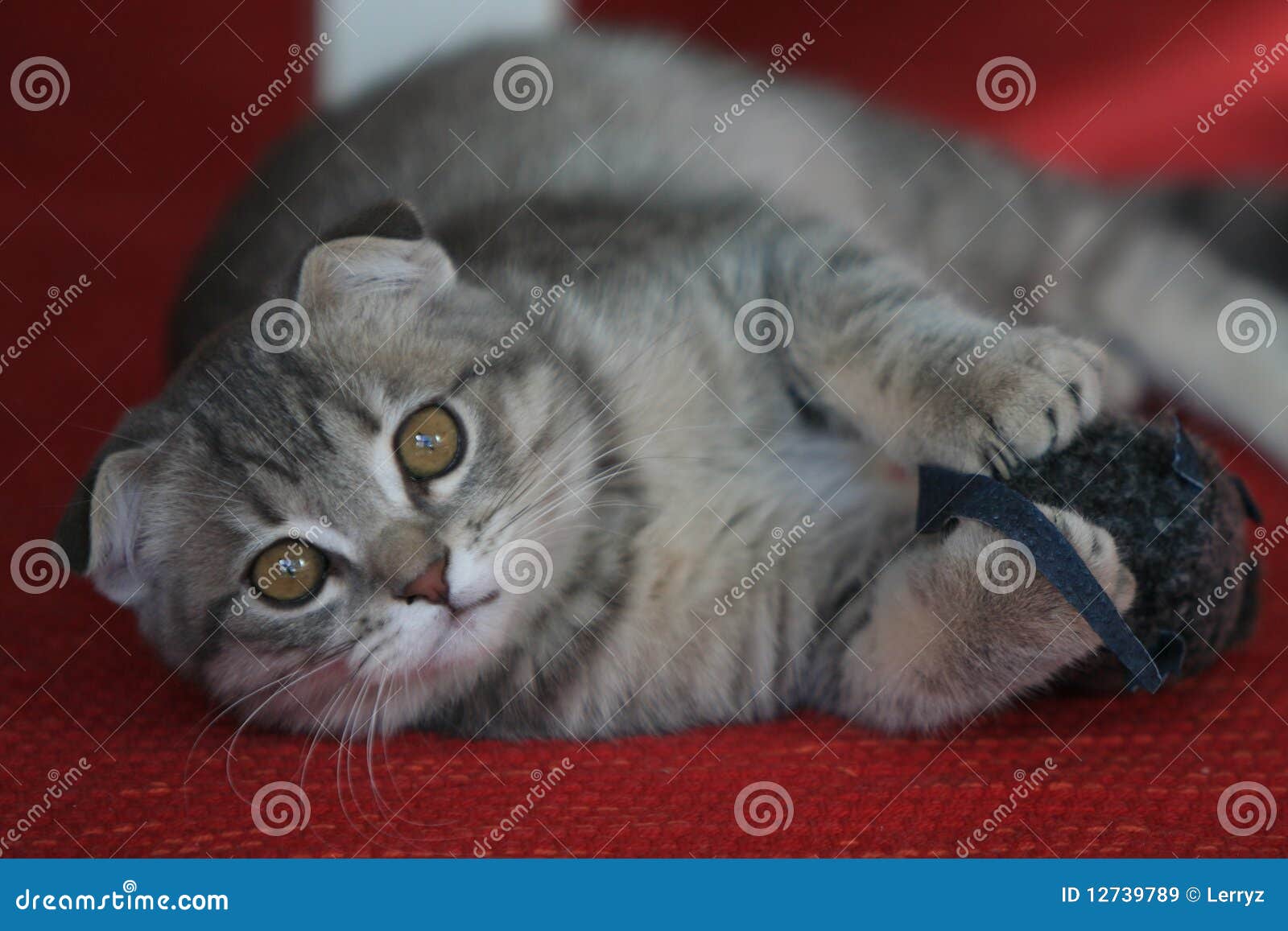 Cat stock image. Image of approachable, smart, personality - 12739789