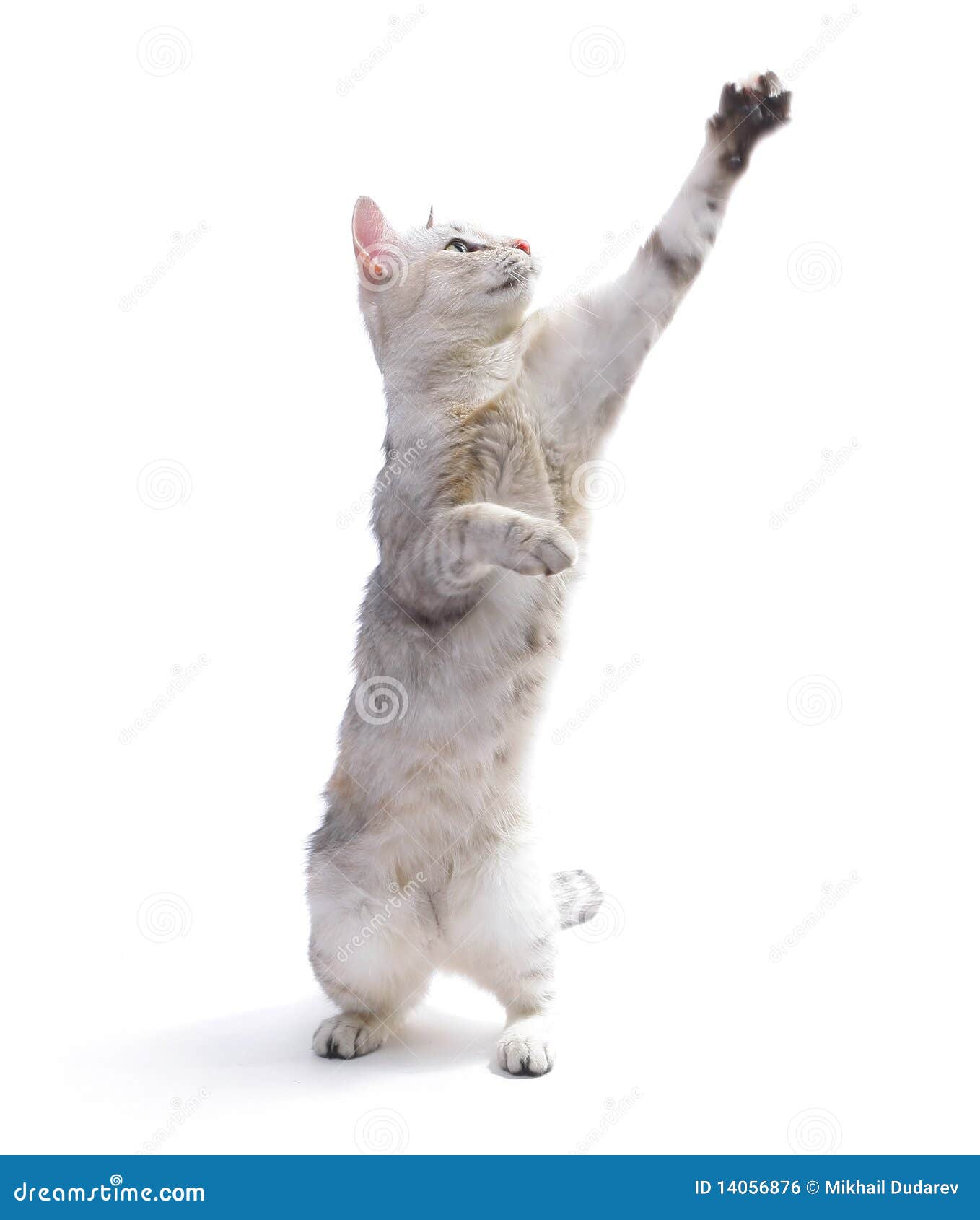 Cat stock photo. Image of brown, beautiful, raising, rare - 14056876