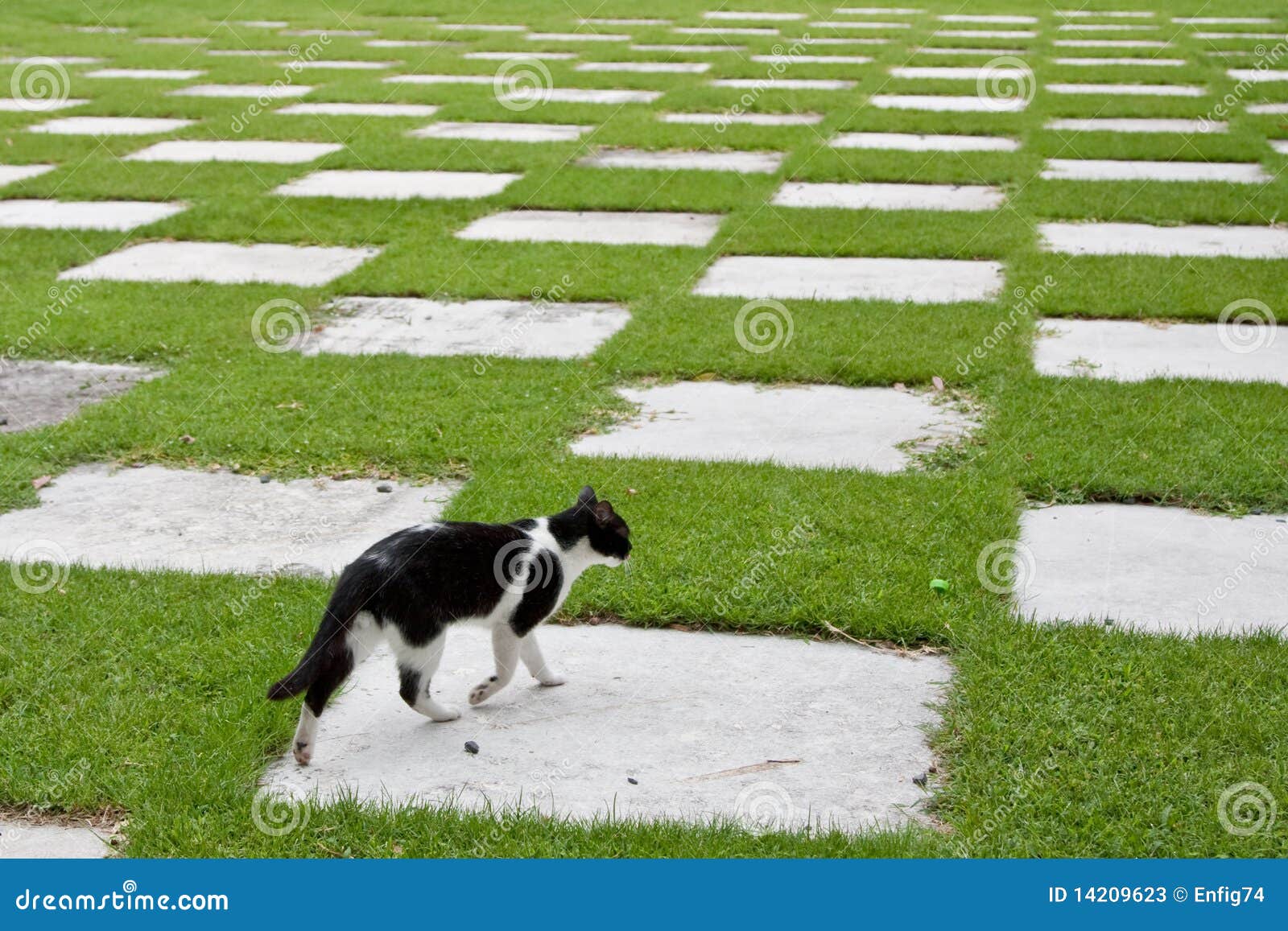 Cat stock image. Image of grass, animal, walking, checker - 14209623
