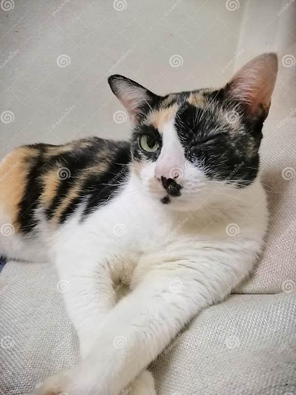 Cat stock image. Image of relax, cute, meow, lovely - 144265693