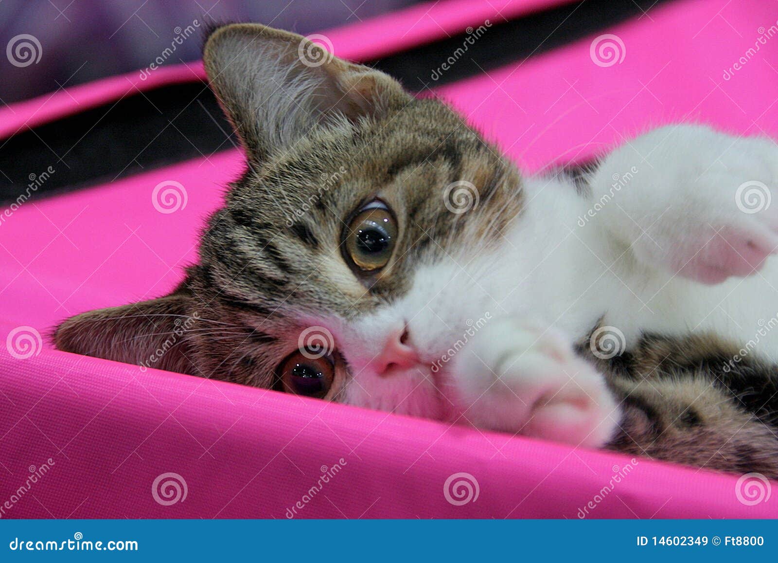Collection of Cute Cats Photos - Dreamstime ID:15943