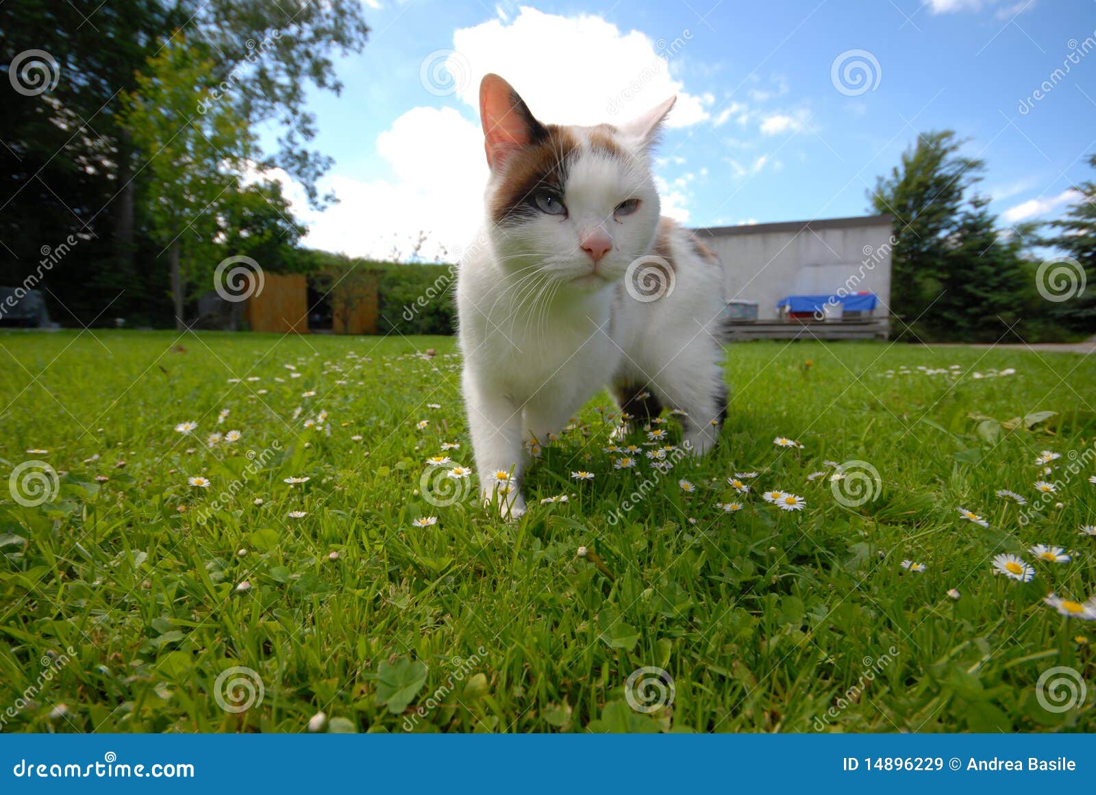 Cat stock image. Image of horizontal, animal, yellow - 14896229