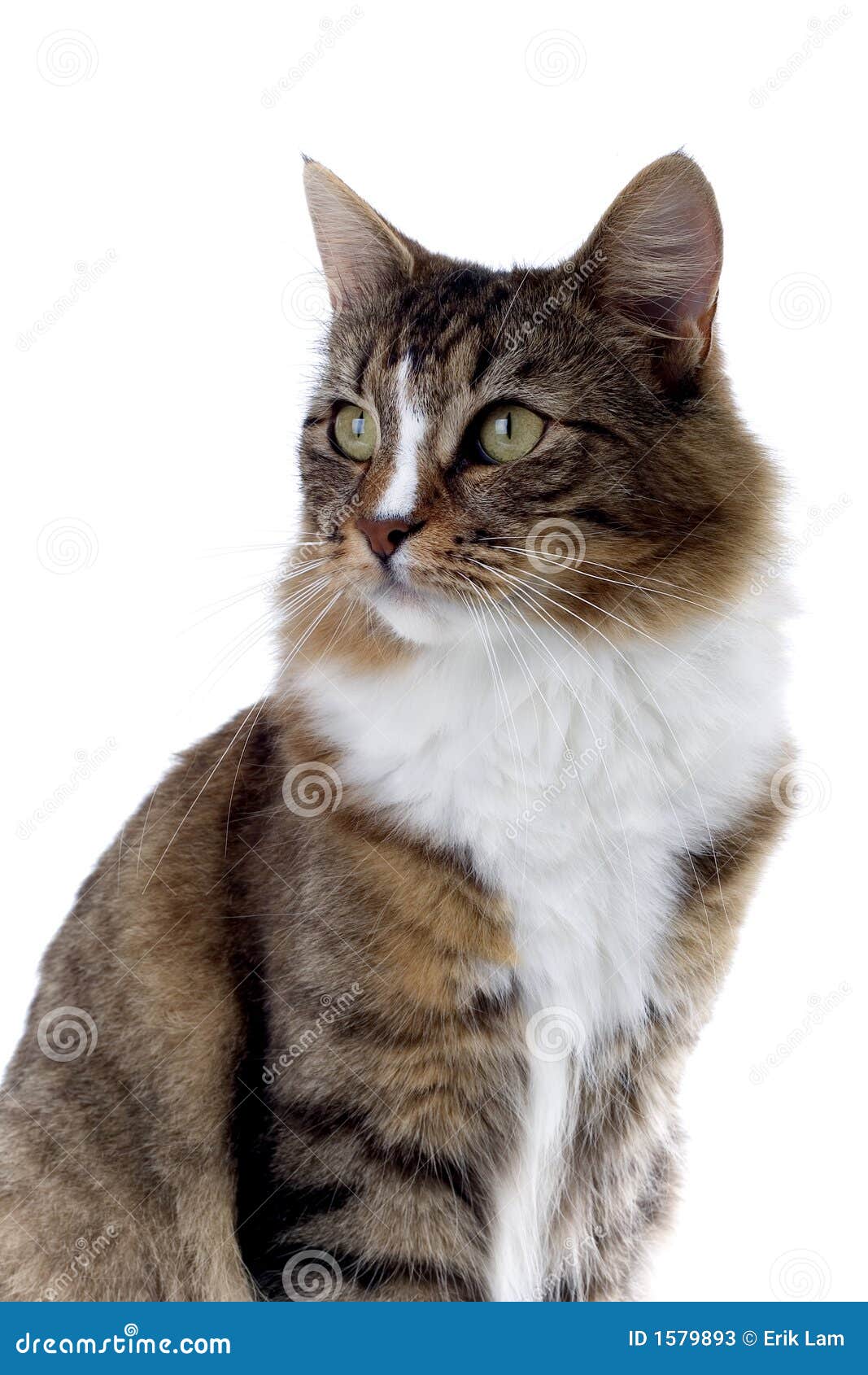 Cat stock image. Image of hair, high, studio, shot, kitty - 1579893