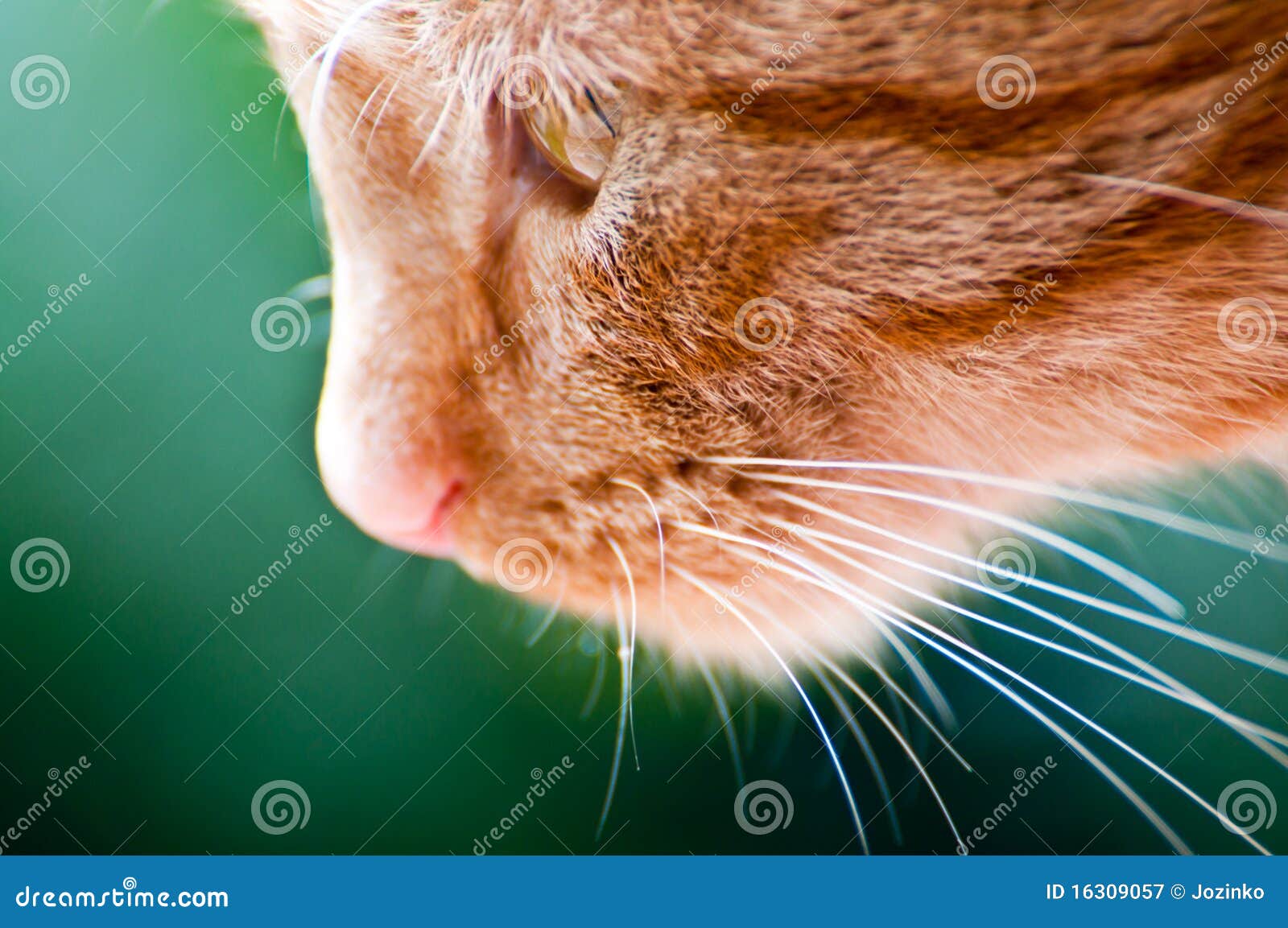 1,820 Rusty Cat Stock Photos - Free & Royalty-Free Stock Photos from ...