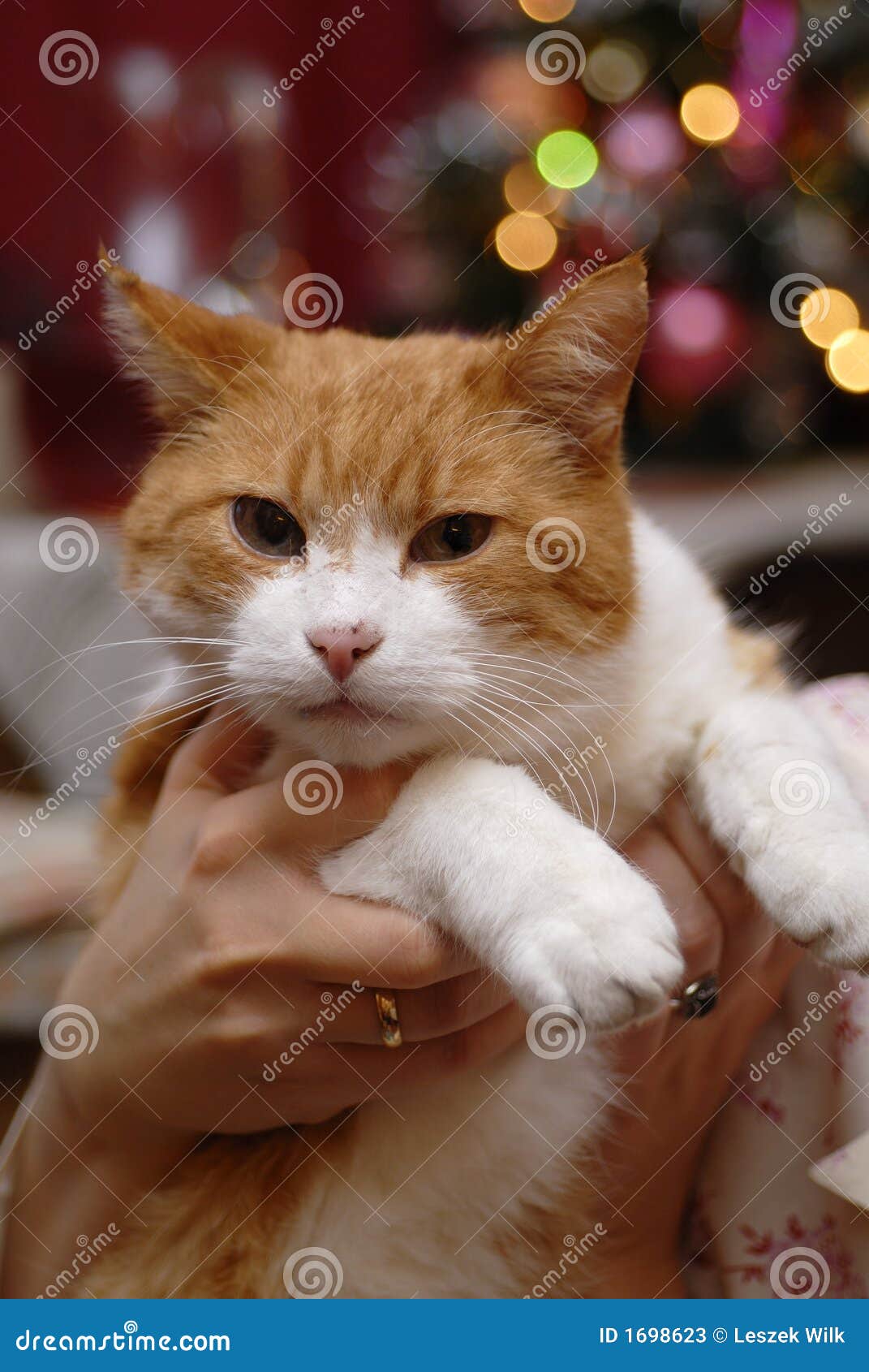 Cat Hit Head Stock Photos - Free & Royalty-Free Stock Photos from ...