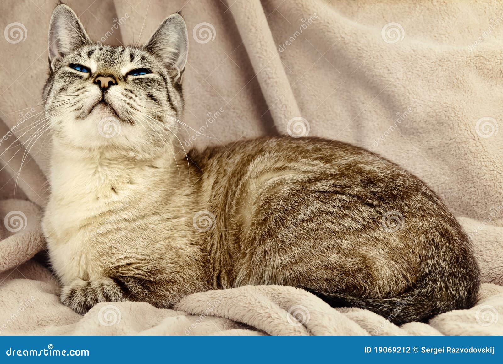 Cat stock photo. Image of purebred, gaze, stare, whiskers - 19069212