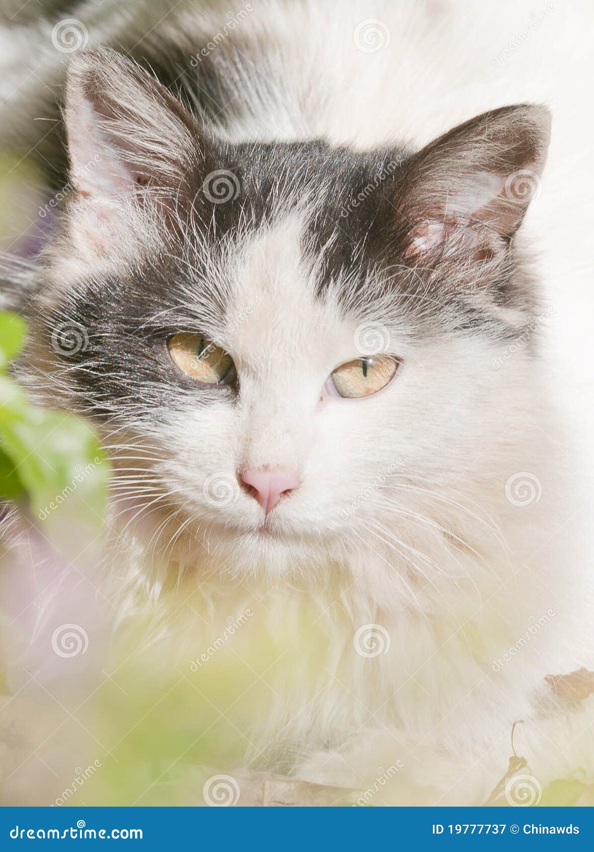 The cat stock image. Image of biological, animal, lovely - 19777737