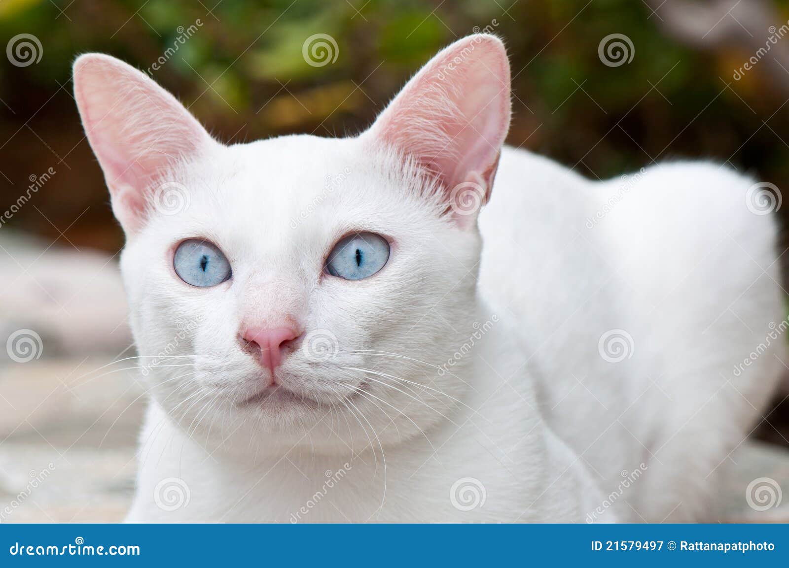 Cat stock image. Image of concern, toddlers, pretty, white - 21579497