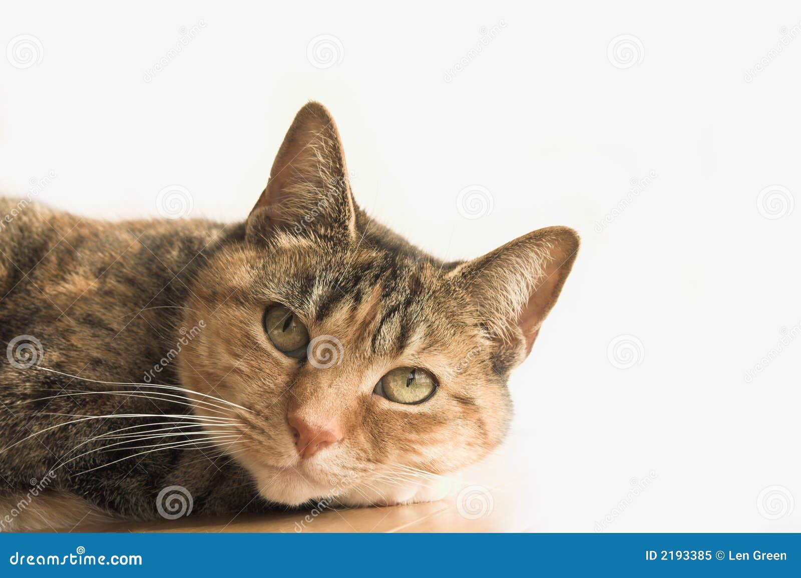 Cat Stare Off Stock Photos - Free & Royalty-Free Stock Photos from ...